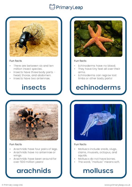 Science: Invertebrates flashcards | Worksheet | PrimaryLeap.co.uk