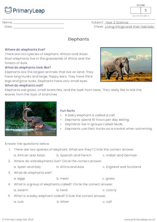 Science: Leopards comprehension | Worksheet | PrimaryLeap.co.uk