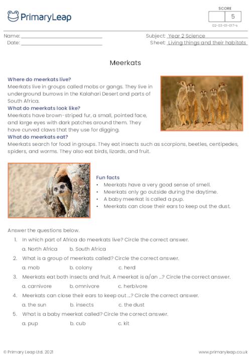 Science: Leopards comprehension | Worksheet | PrimaryLeap.co.uk
