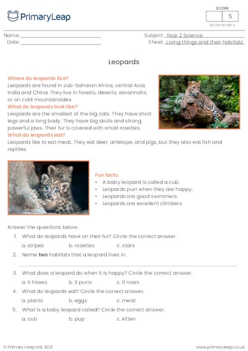 Science: Leopards comprehension | Worksheet | PrimaryLeap.co.uk