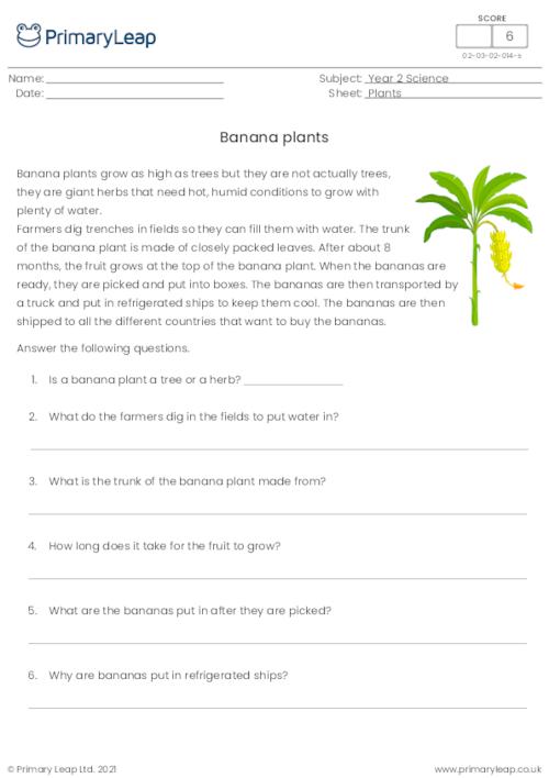 Science: Which foods come from plants? | Worksheet | PrimaryLeap.co.uk