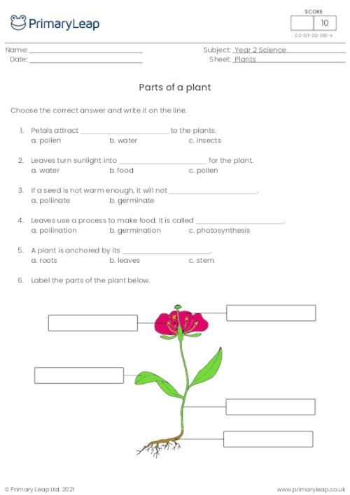 Science: Which foods come from plants? | Worksheet | PrimaryLeap.co.uk