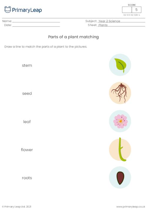 Science: Parts of a plant matching activity | Worksheet | PrimaryLeap.co.uk