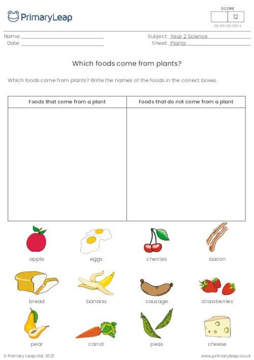 Science: Parts of a plant matching activity | Worksheet | PrimaryLeap.co.uk