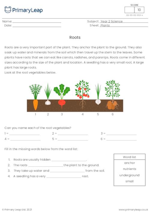 Science: Which foods come from plants? | Worksheet | PrimaryLeap.co.uk