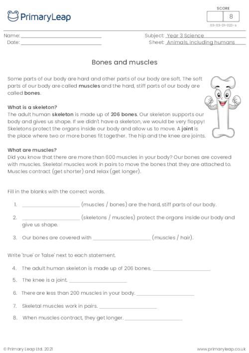 Science: Animals and their teeth | Worksheet | PrimaryLeap.co.uk
