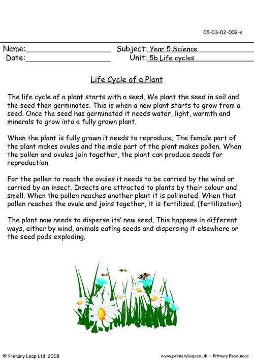 Science: Life cycle of a plant | Worksheet | PrimaryLeap.co.uk