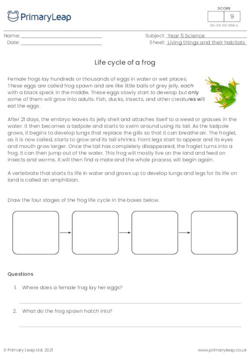 Science: Life cycle of a frog questions | Worksheet | PrimaryLeap.co.uk