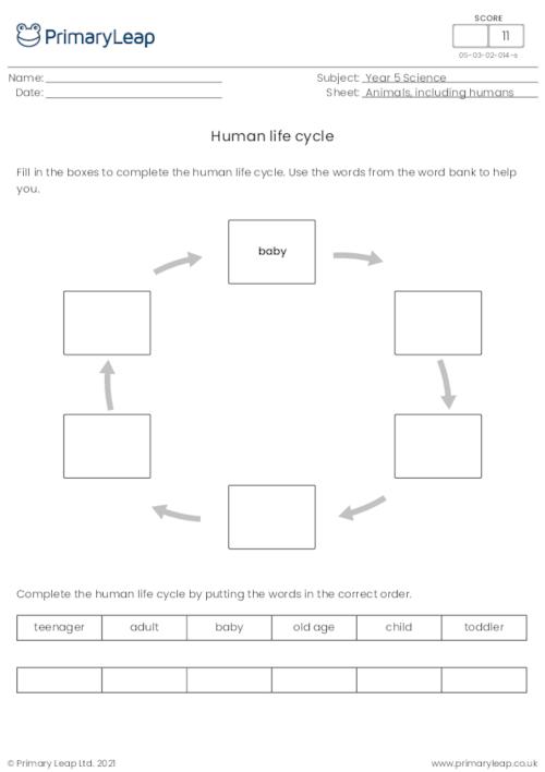 Science: Human life cycle Teenager | Worksheet | PrimaryLeap.co.uk