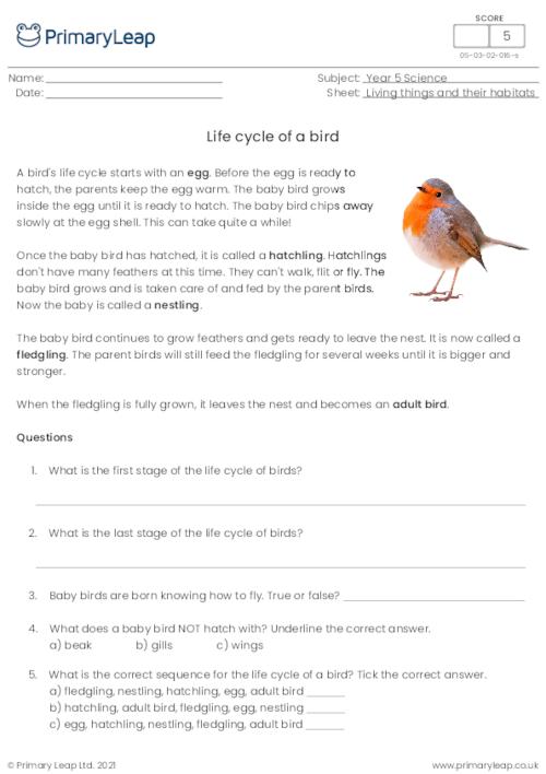 Science: Life cycle of a bird | Worksheet | PrimaryLeap.co.uk