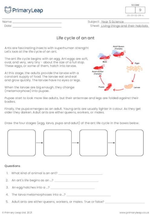 Science: Life cycle of an ant | Worksheet | PrimaryLeap.co.uk