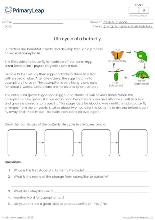 Science: Life cycle of a butterfly | Worksheet | PrimaryLeap.co.uk