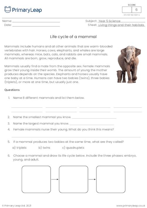 Science: Life cycle of a mammal | Worksheet | PrimaryLeap.co.uk