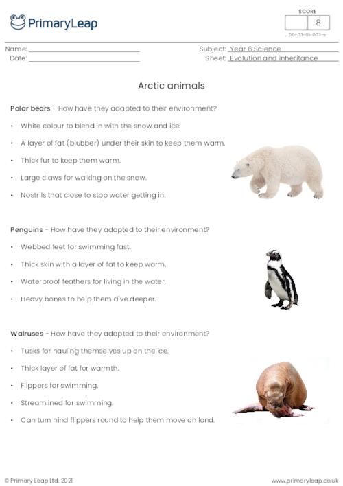 Science: Human evolution | Worksheet | PrimaryLeap.co.uk