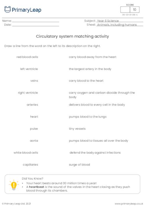Science: Vitamins | Worksheet | PrimaryLeap.co.uk