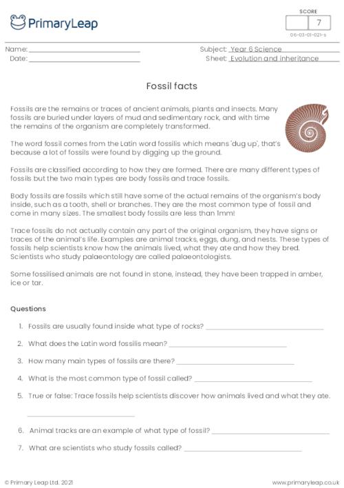 Science: Human evolution | Worksheet | PrimaryLeap.co.uk