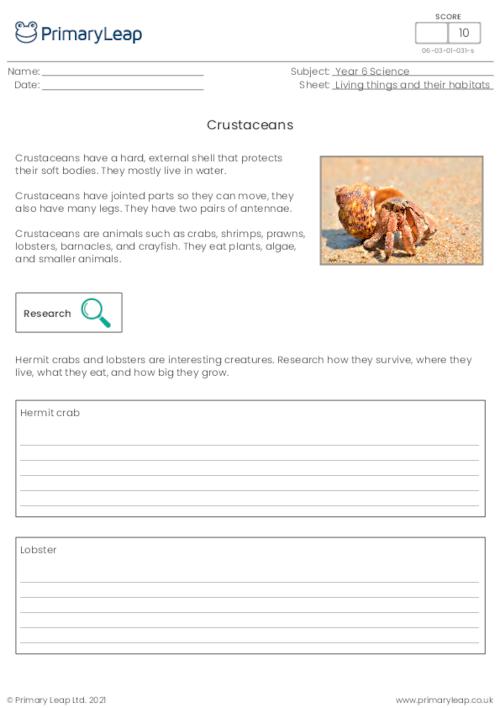 Science: Reading comprehension The camel | Worksheet | PrimaryLeap.co.uk