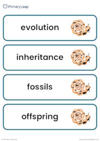Science: Y6 Evolution and inheritance vocabulary cards | Worksheet ...