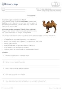 Science: Rainforest animals cloze activity | Worksheet | PrimaryLeap.co.uk